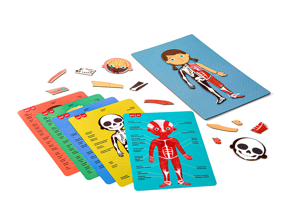 Jogo APLI o Corpo Humano Magnético - Jogos e brinquedos - WOOK